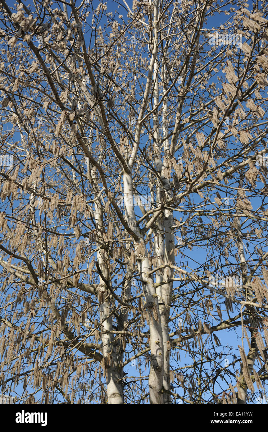 Aspen baum blatt hi-res stock photography and images - Alamy