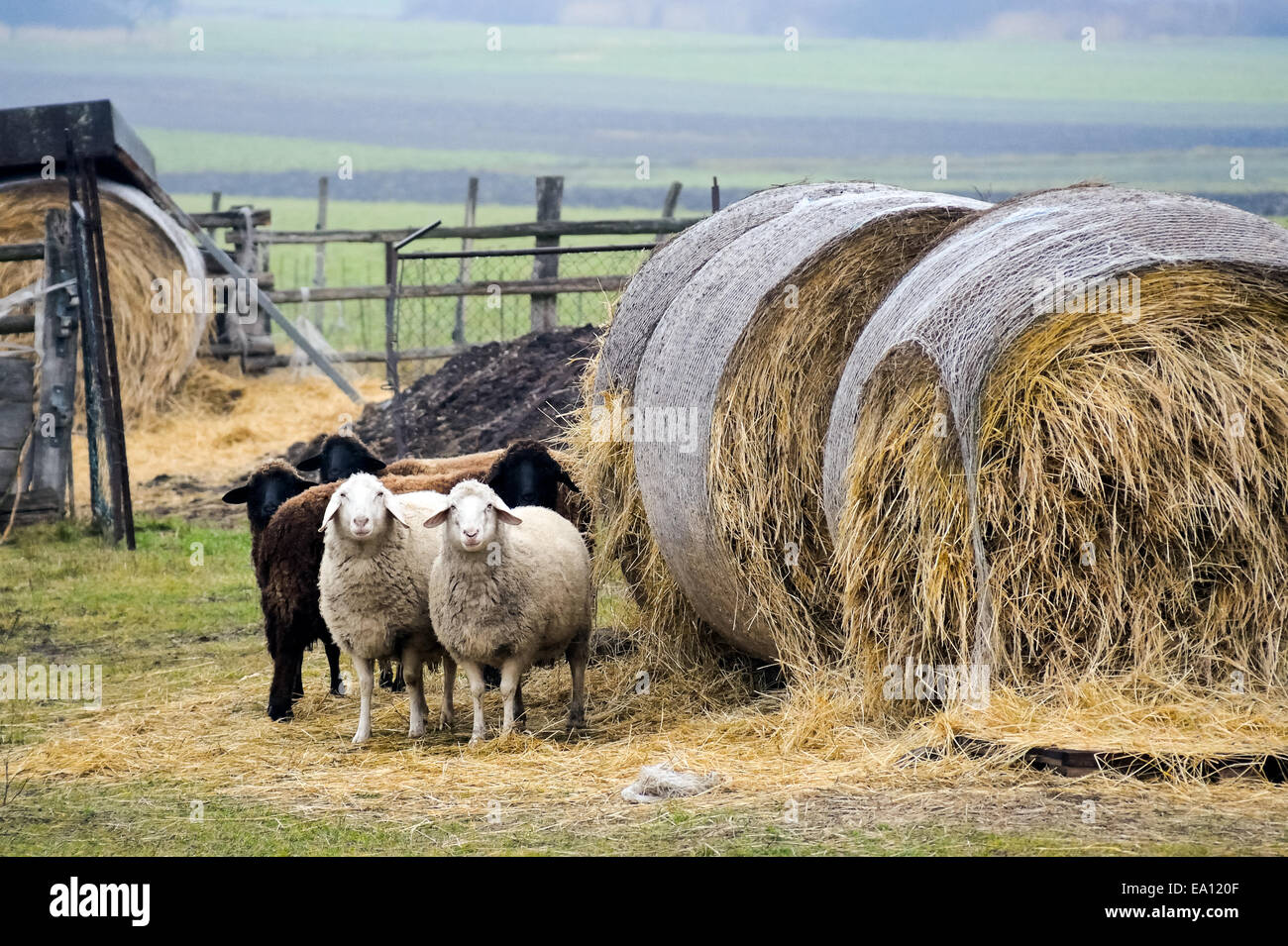 Five sheep hi-res stock photography and images - Alamy