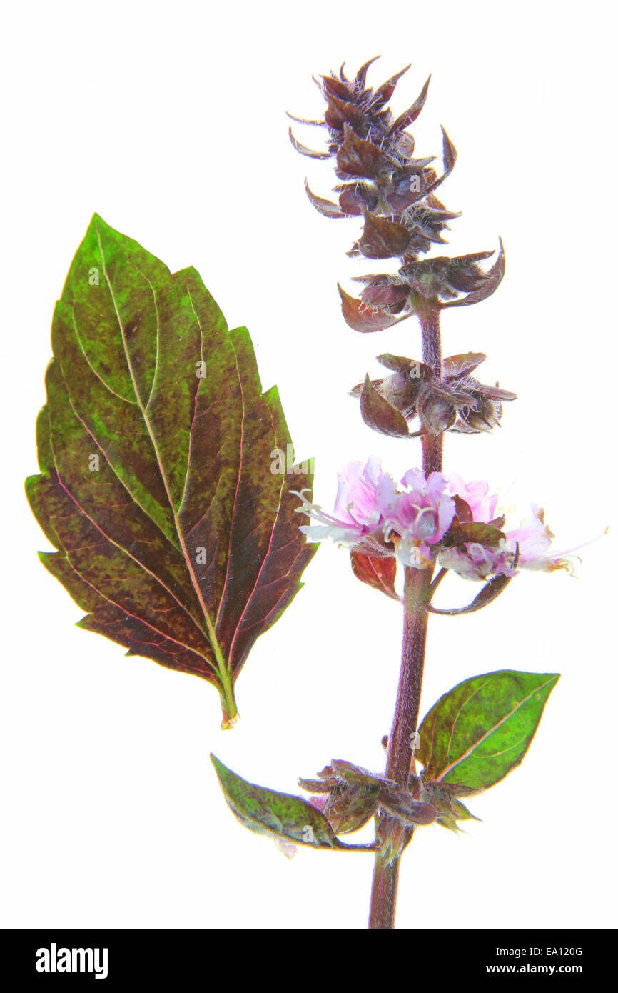 Rotes basilikum hi-res stock photography and images - Alamy