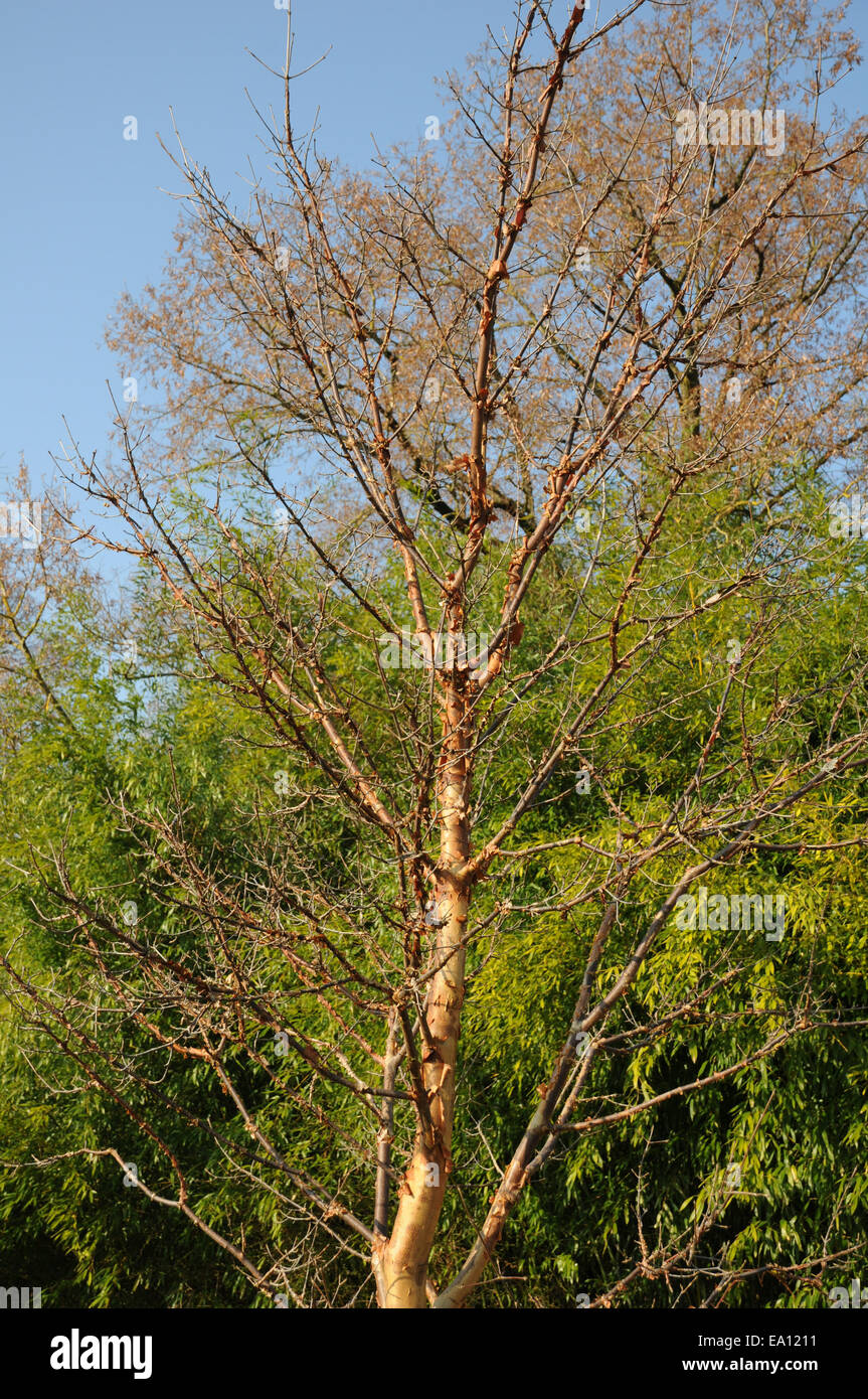 Paper bark maple Stock Photo - Alamy