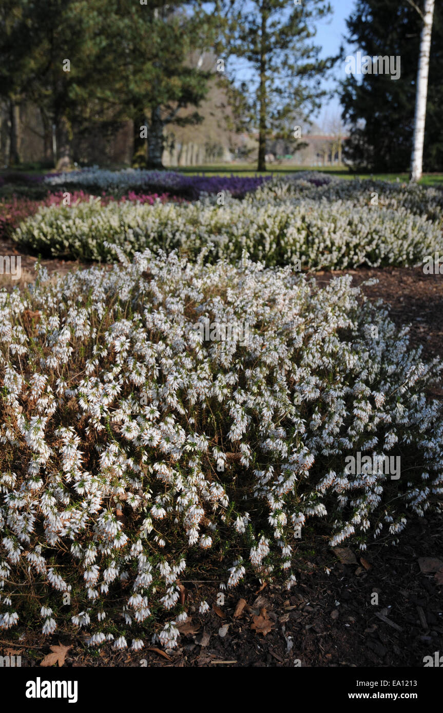 Springwood white hi-res stock photography and images - Alamy