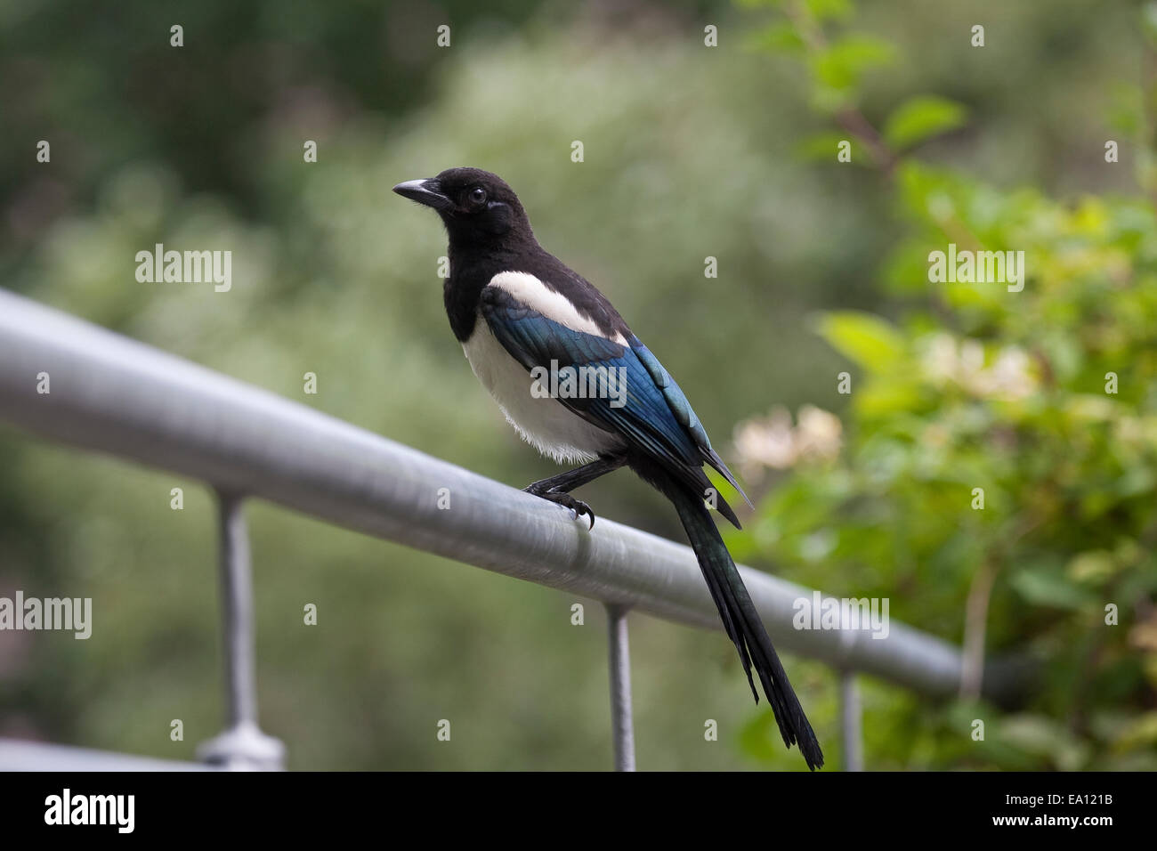 Magpie, Elster, Pica pica, Pie bavarde Stock Photo - Alamy