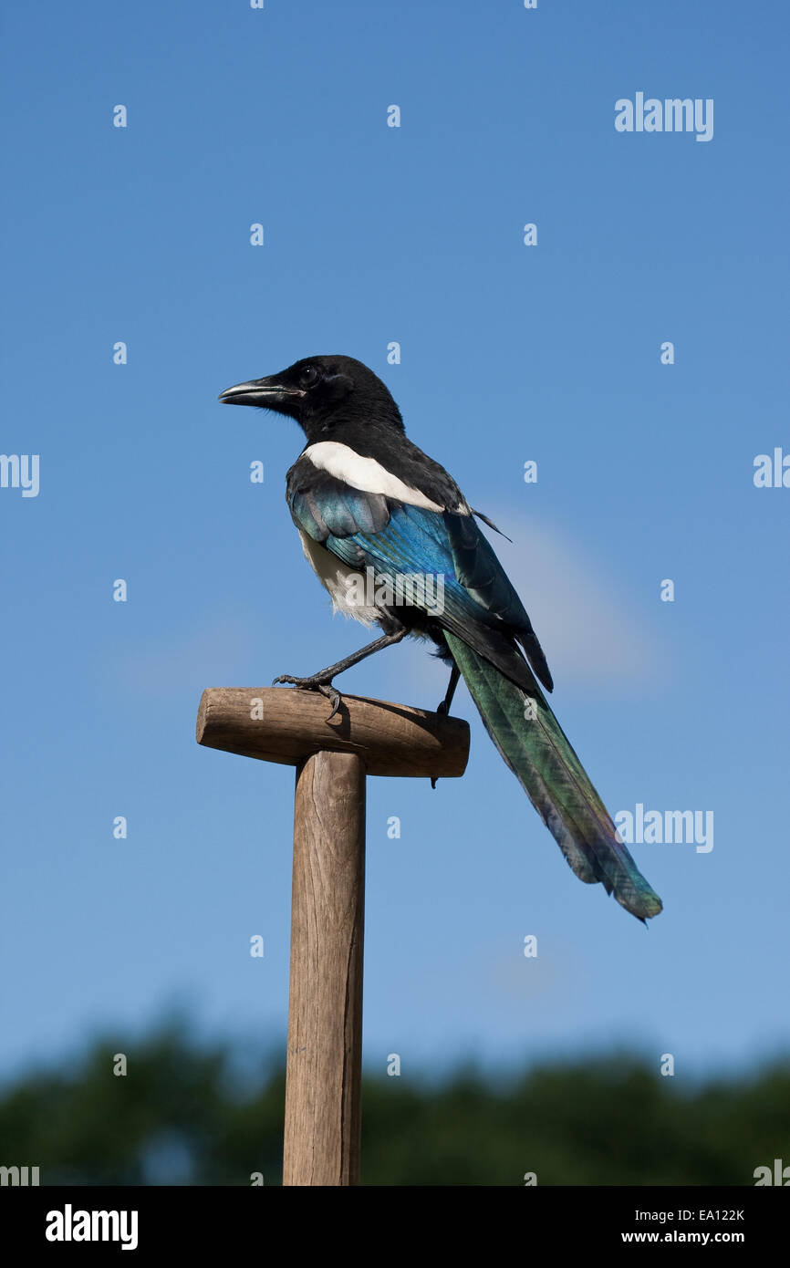 Magpie, garden, Elster, auf dem Griff eines Spatens im Garten, Pica ...