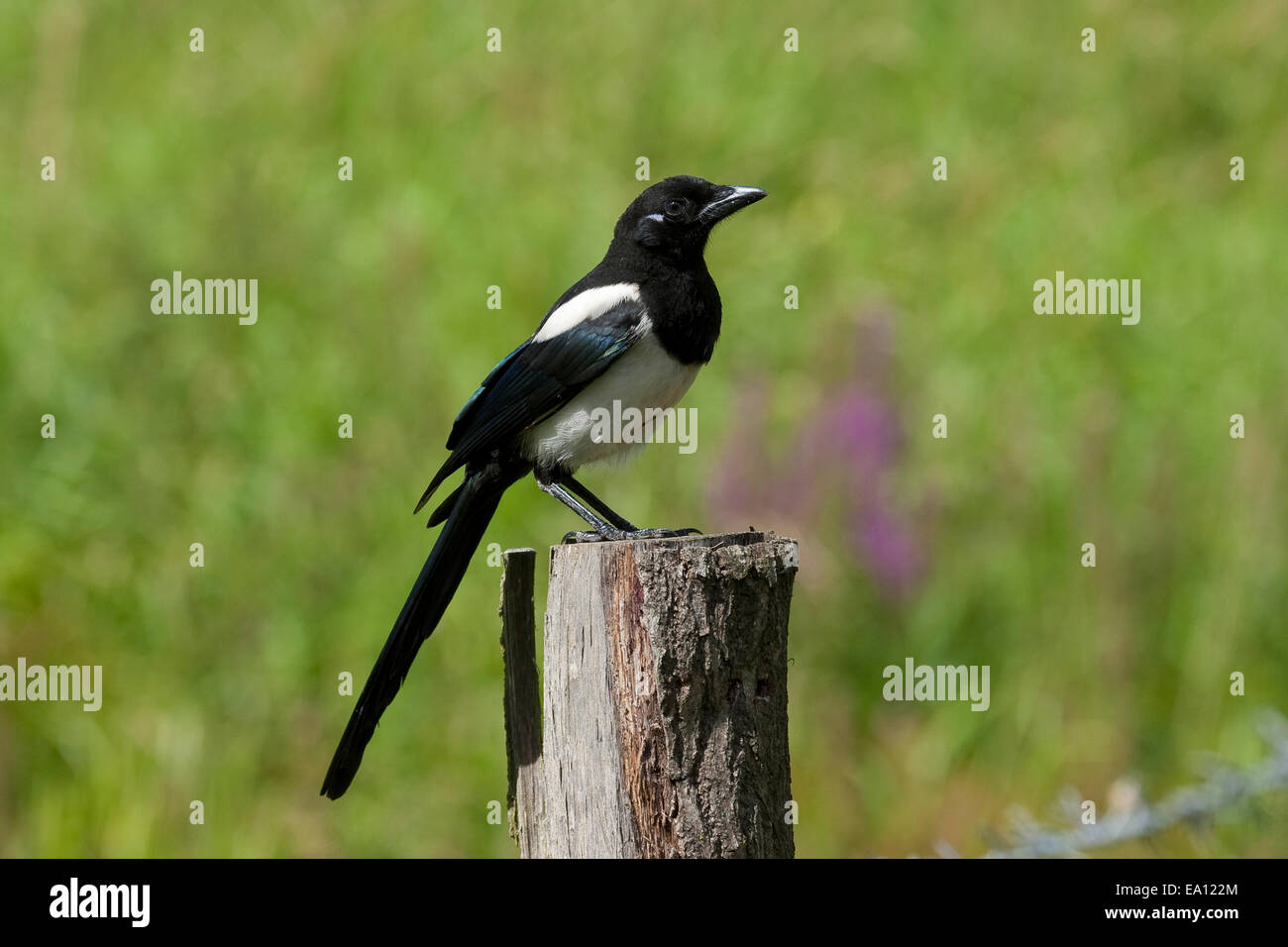 Magpie, Elster, Pica pica, Pie bavarde Stock Photo - Alamy