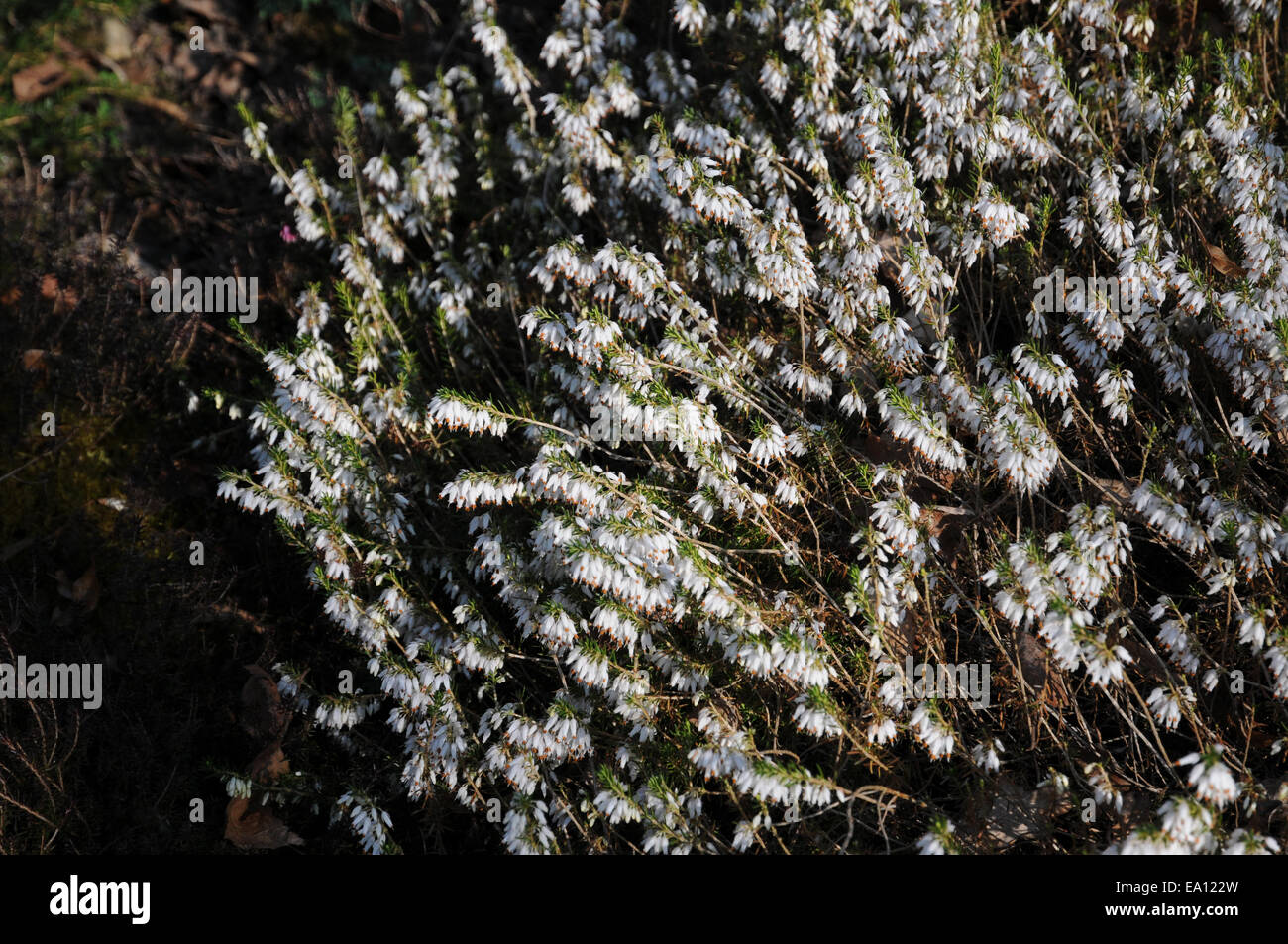 Springwood white heather hi-res stock photography and images - Alamy