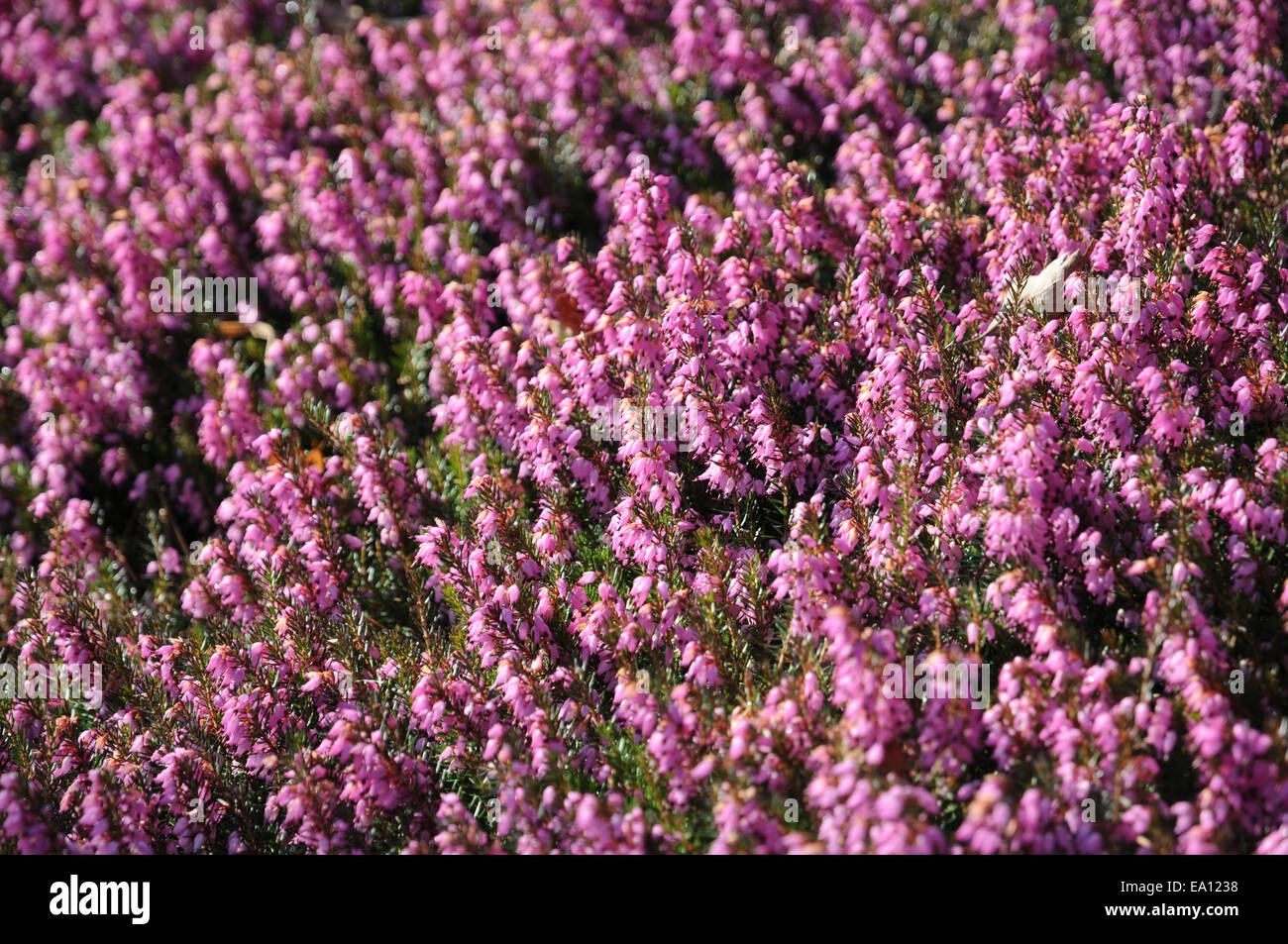 Heather hi-res stock photography and images - Alamy
