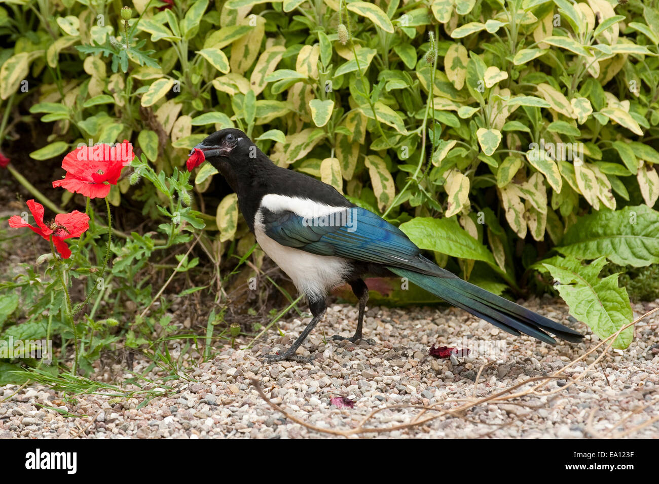 Magpie, Elster, pflückt im Garten die verlockenden roten Blütenblätter ...
