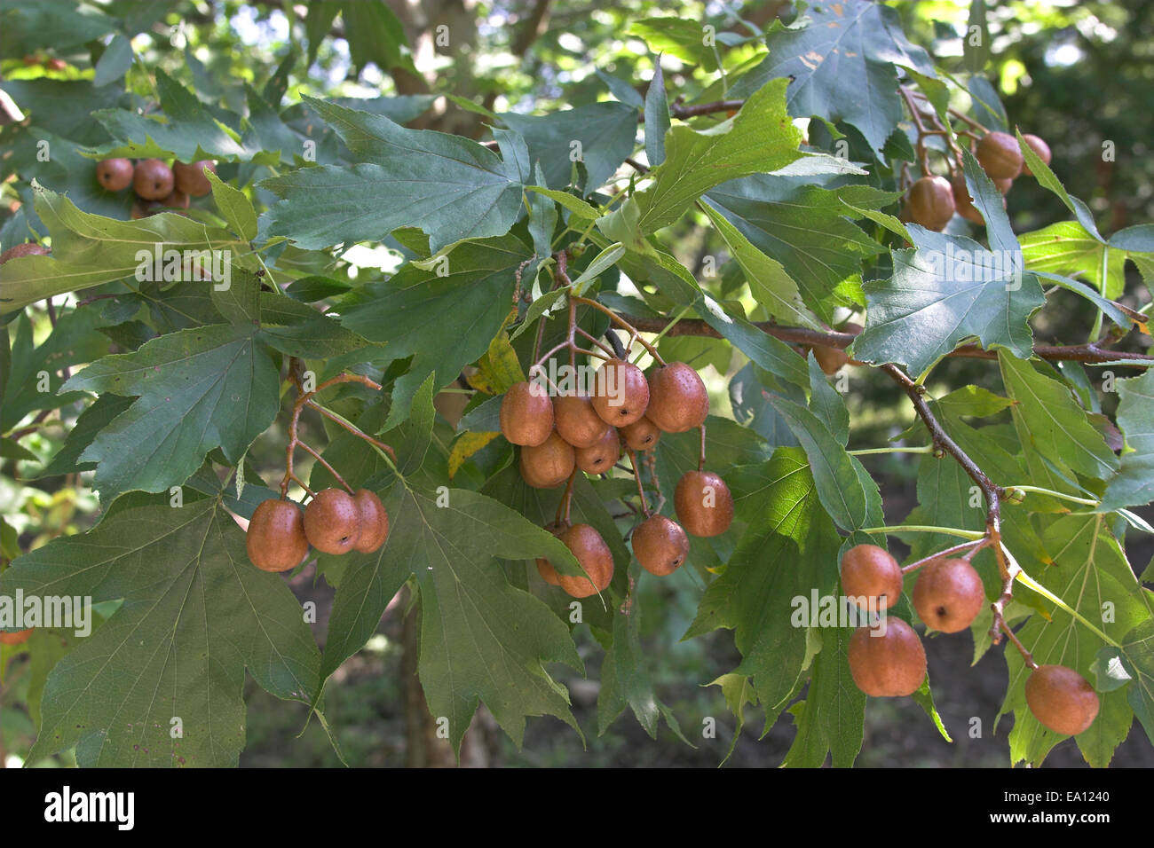 Wild Service Tree, fruit, Elsbeere, Früchte, Sorbus torminalis, Alisier ...