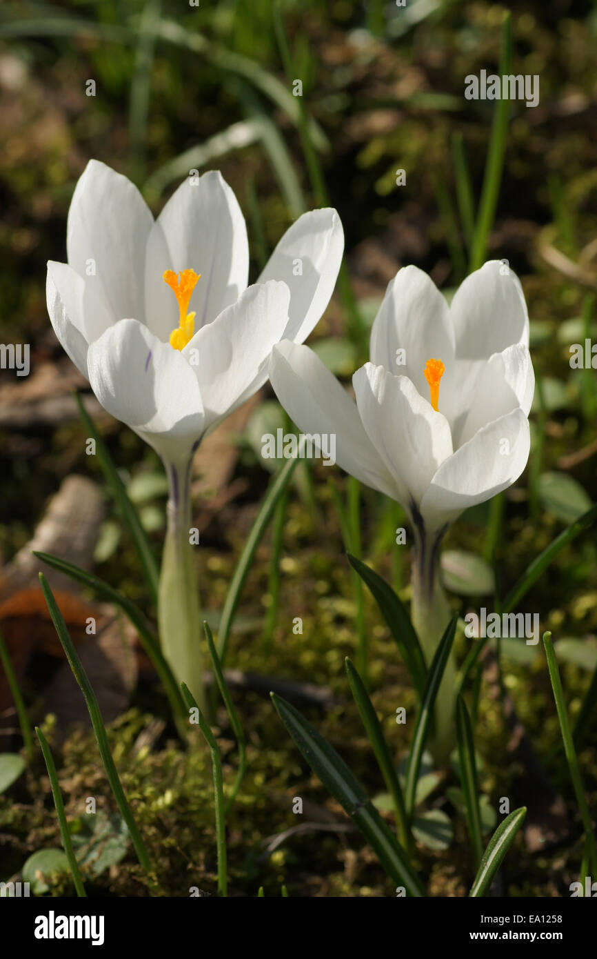 Albus crocus hi-res stock photography and images - Alamy