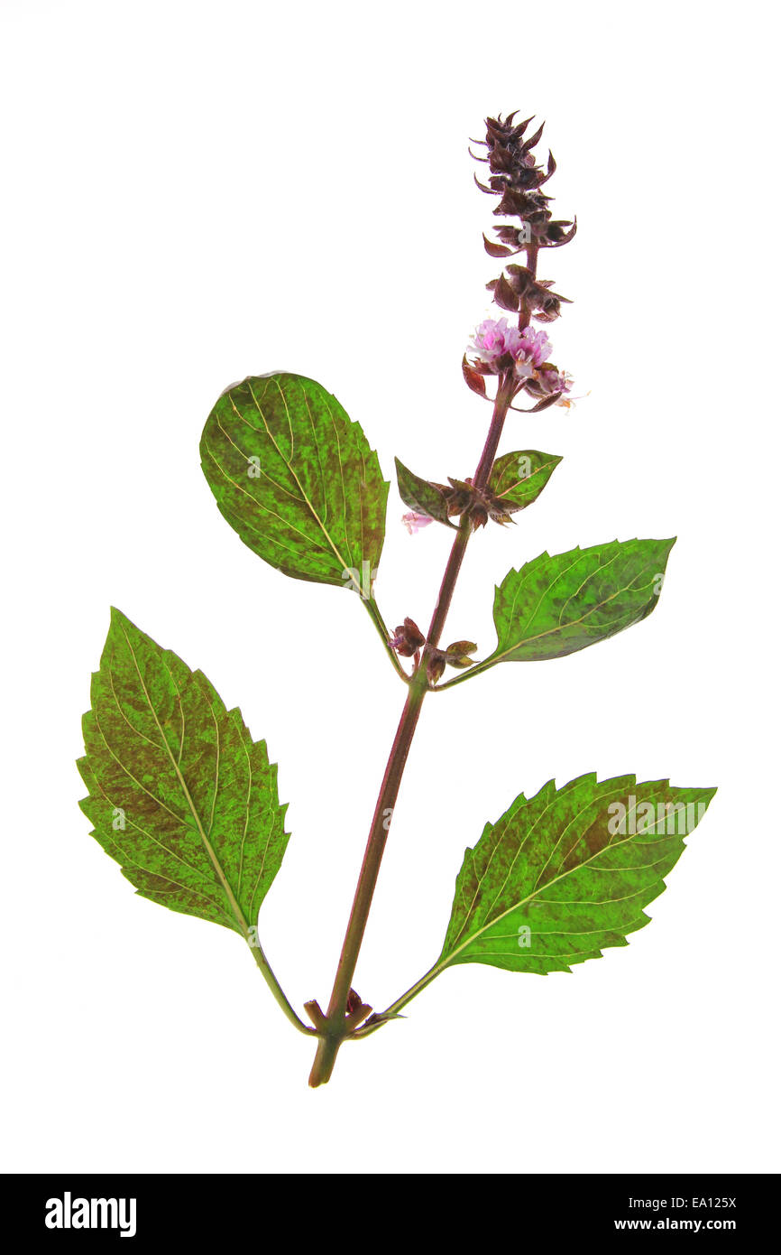 Red Basil (Ocimum Stock Photo - Alamy