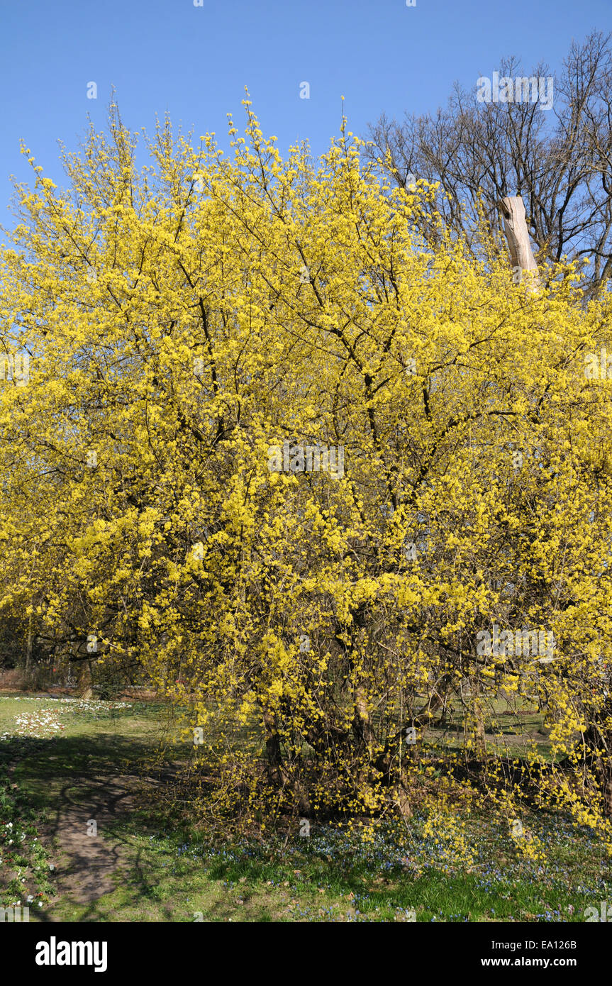 Kornelkirschen flowers hi-res stock photography and images - Alamy