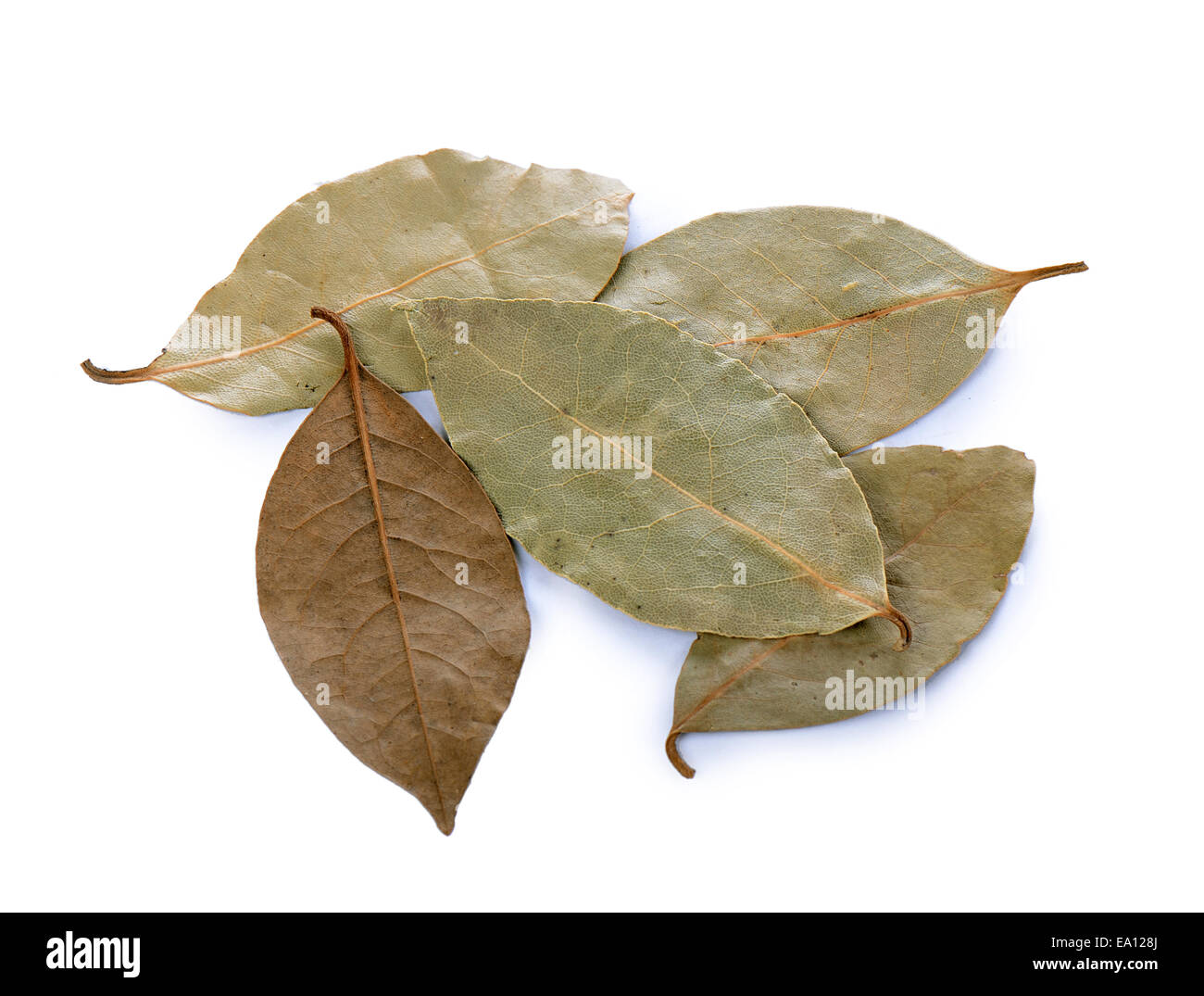 Dry laurel leaf isolated on white Stock Photo - Alamy