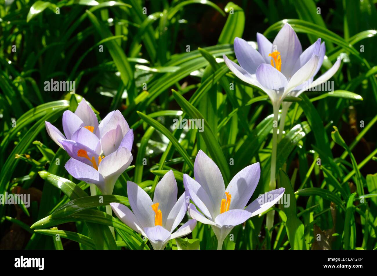 Group of purple hi-res stock photography and images - Alamy