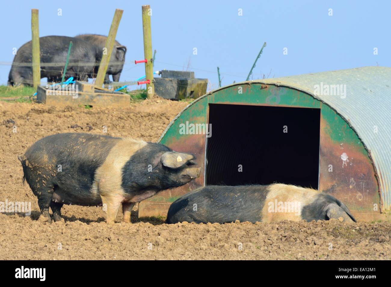 free range pigs Stock Photo - Alamy