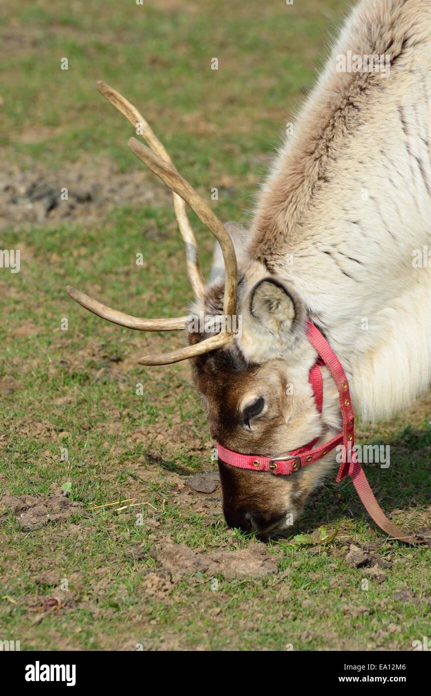 Head of reindeer Stock Photo - Alamy