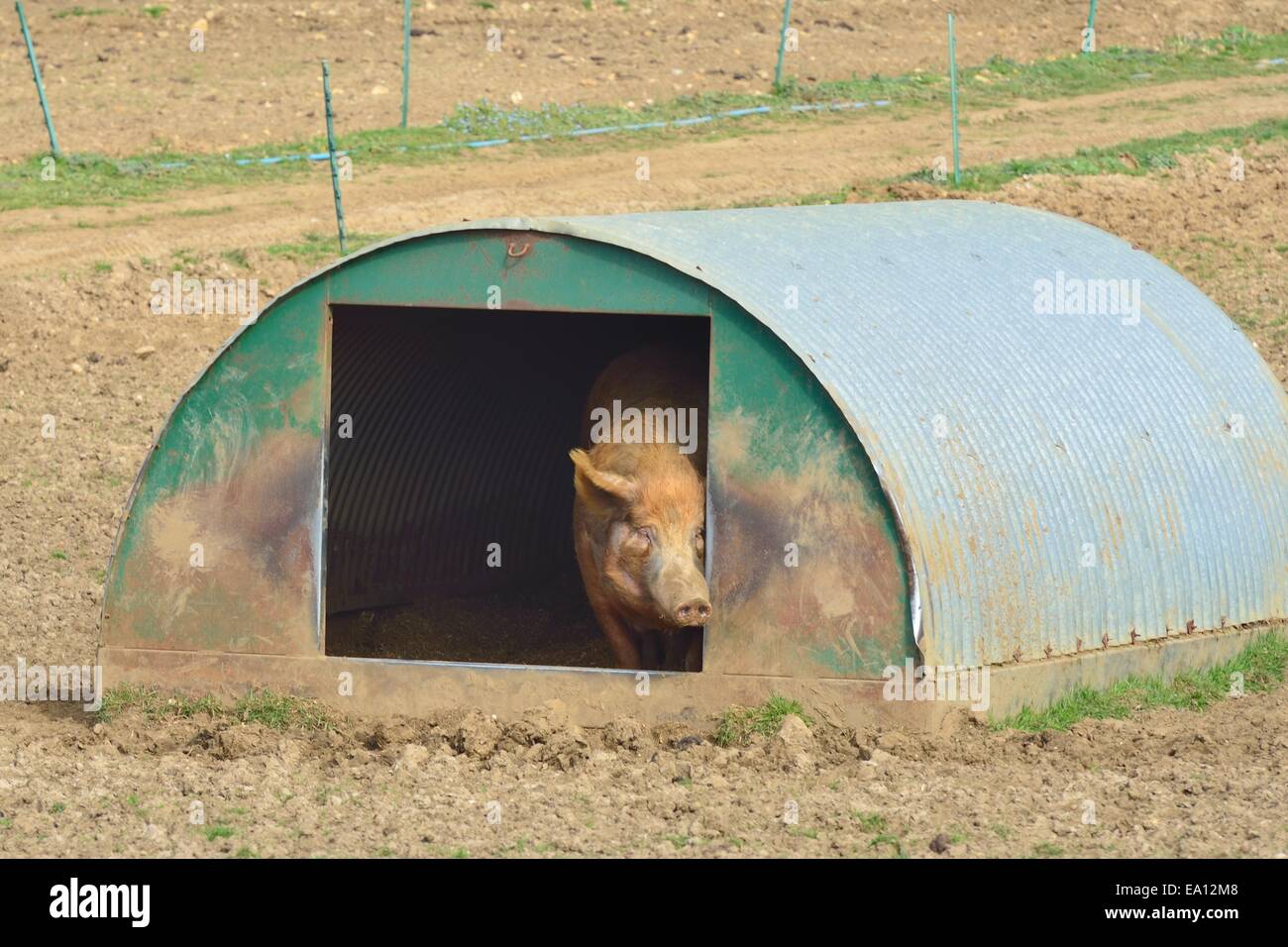 Pig at home in hut Stock Photo - Alamy