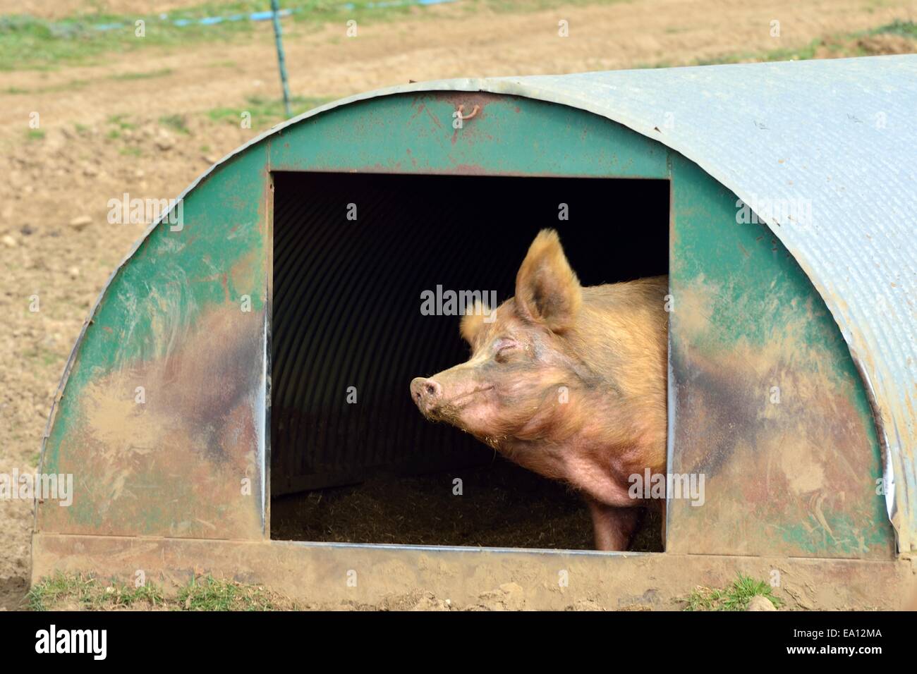 Pig shelters hi-res stock photography and images - Alamy