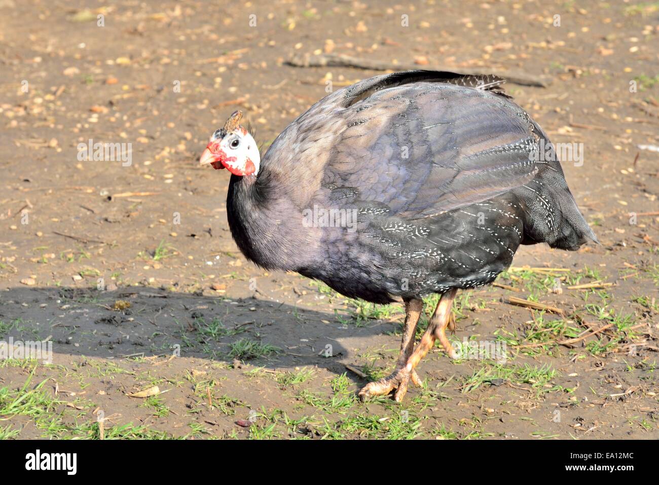 Guinea fowl walking Stock Photo - Alamy