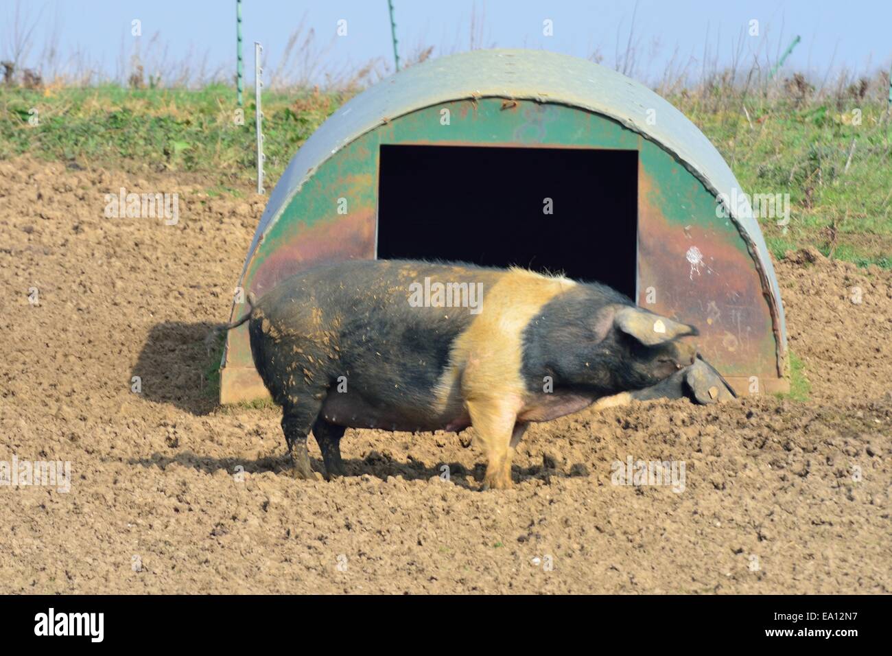 Free range pig farming hi-res stock photography and images - Alamy