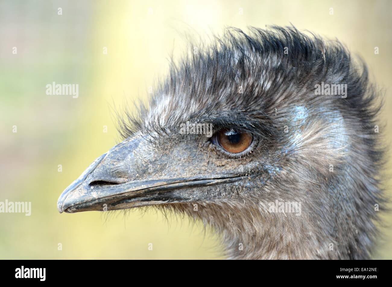 Head of Emu Stock Photo - Alamy