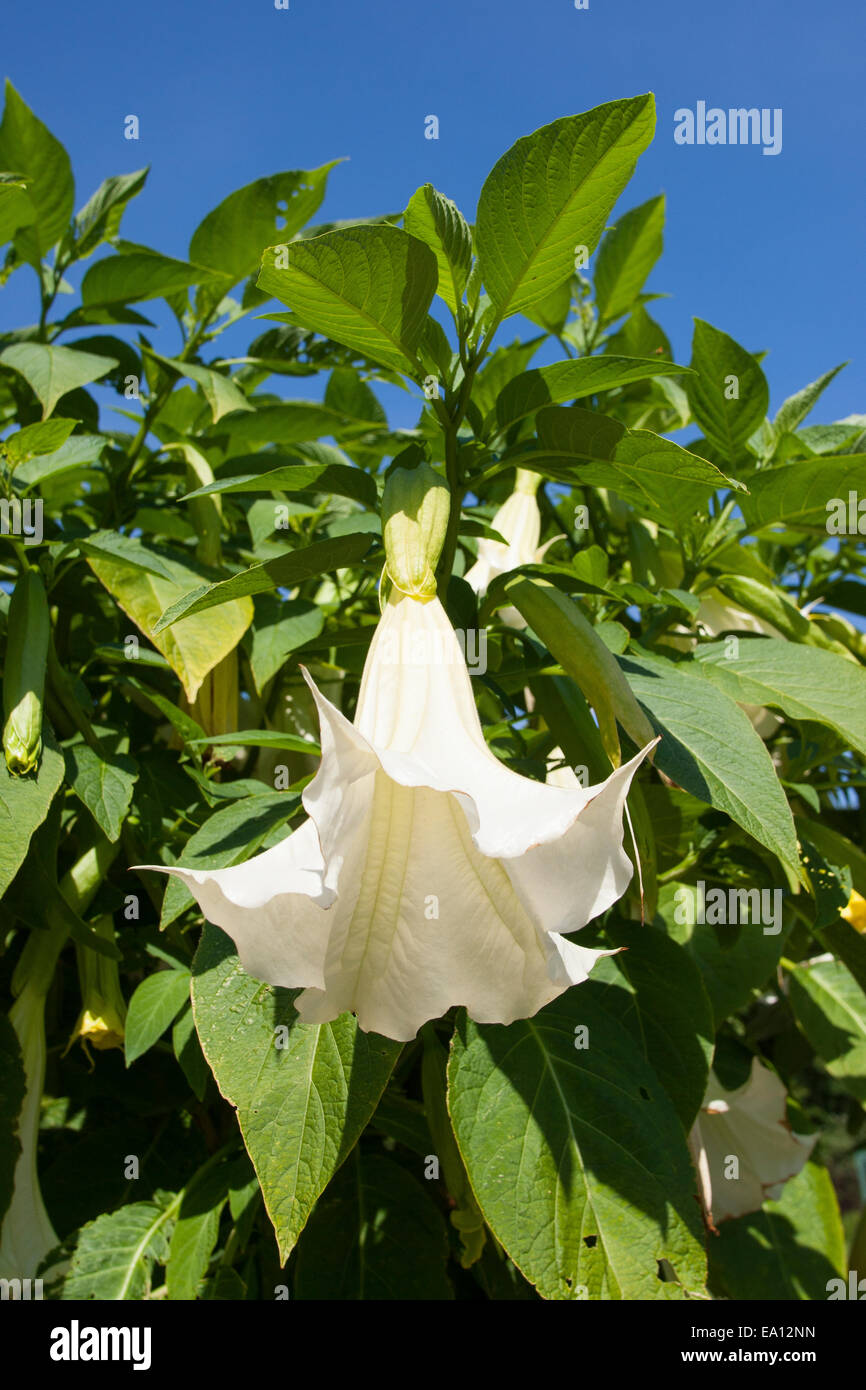 Why Do Angel Trumpet Smell At Night at Don Casteel blog