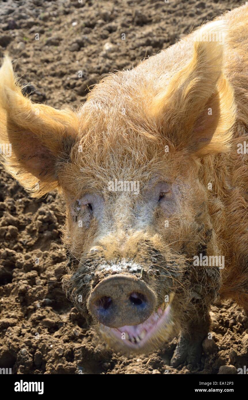 Pig head hi-res stock photography and images - Alamy