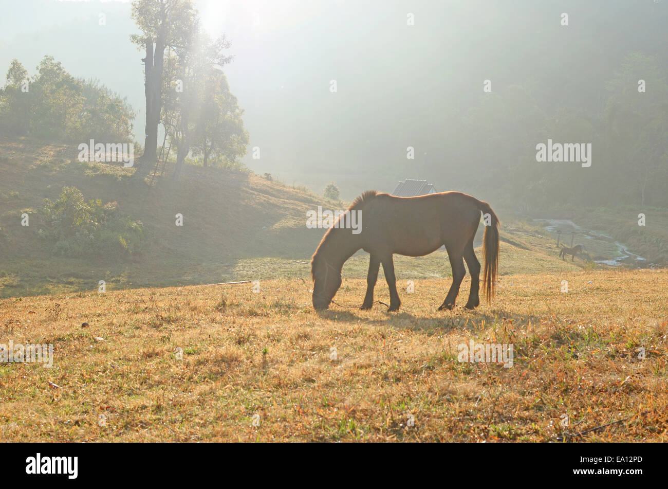 Country landscape horses hi-res stock photography and images - Alamy