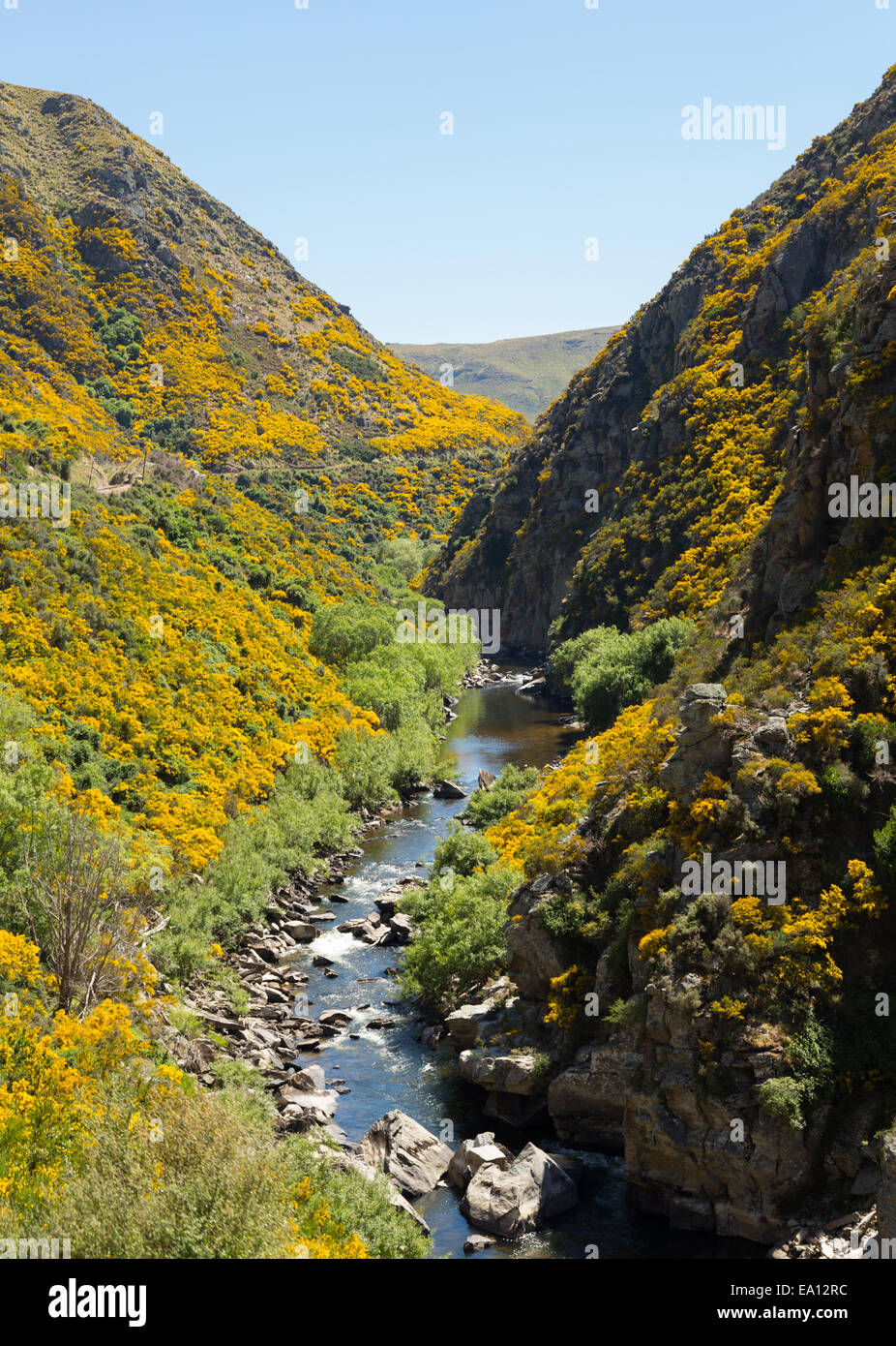 Gorse new zealand hi-res stock photography and images - Alamy