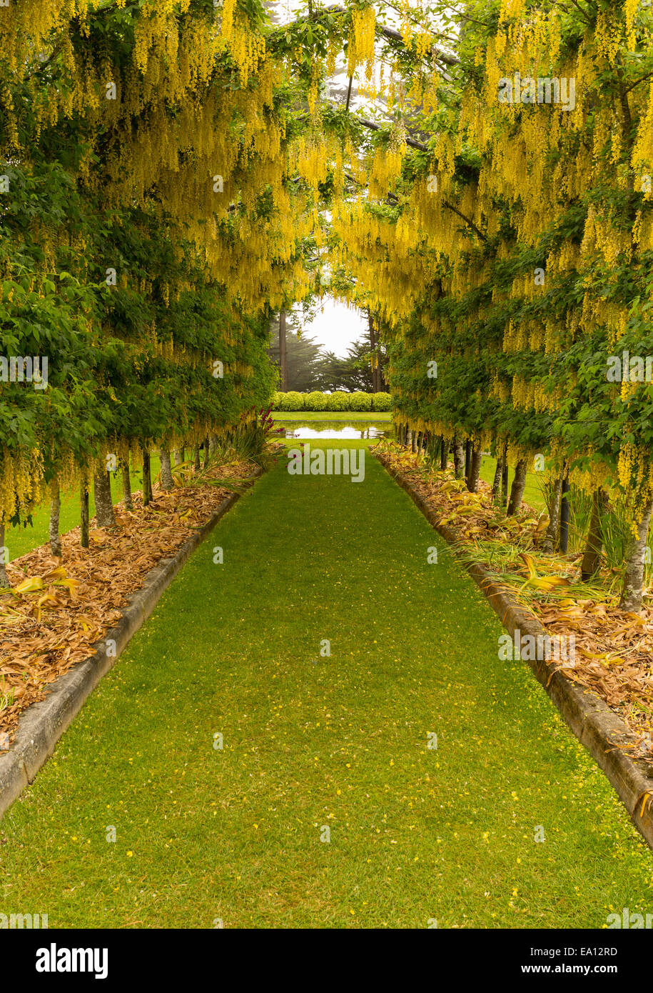 Laburnum arch hi-res stock photography and images - Alamy
