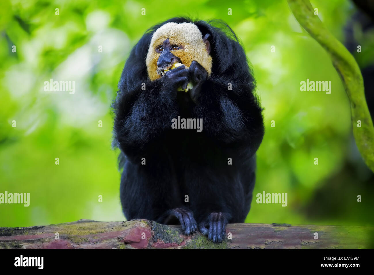 White-faced Saki Monkey Stock Photo - Alamy