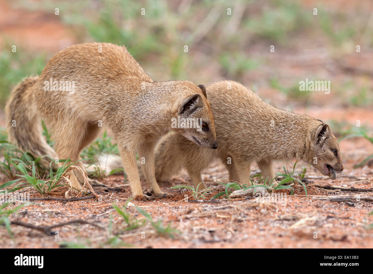 Yellow mongoose (Cynictis penicillata), Kgalagadi Transfrontier Park ...