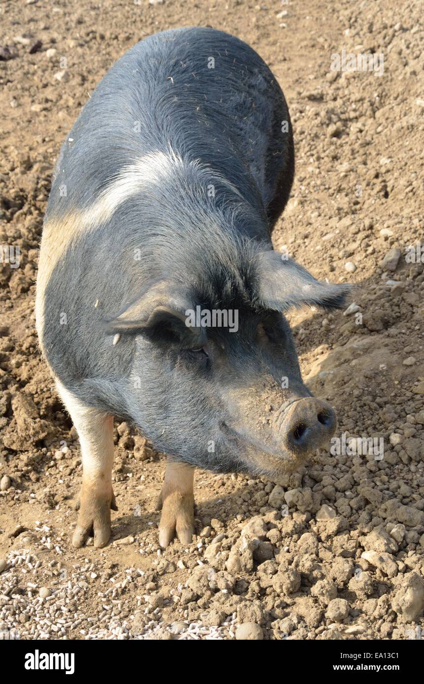 Pig standing hi-res stock photography and images - Alamy