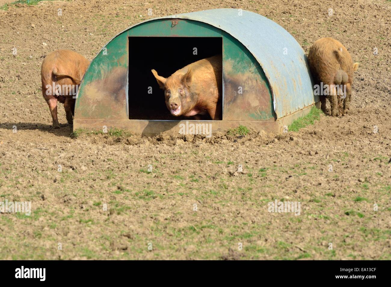 pigs in their home Stock Photo - Alamy