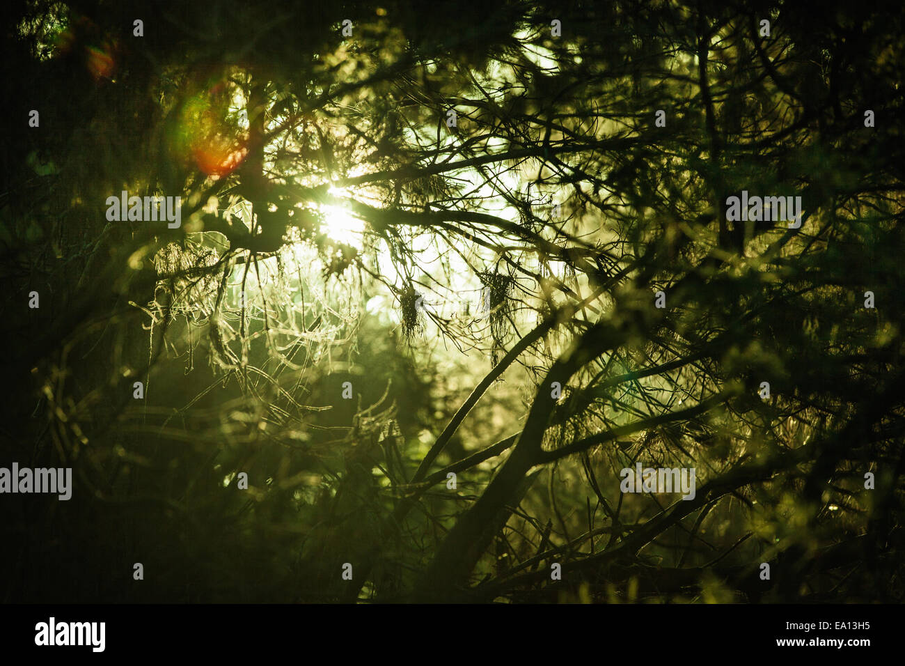 Dense dark forest with glimpse of sunlight Stock Photo - Alamy