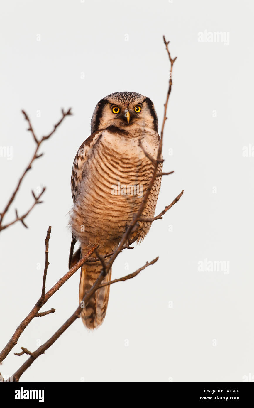 Northern Hawk Owl Stock Photo - Alamy