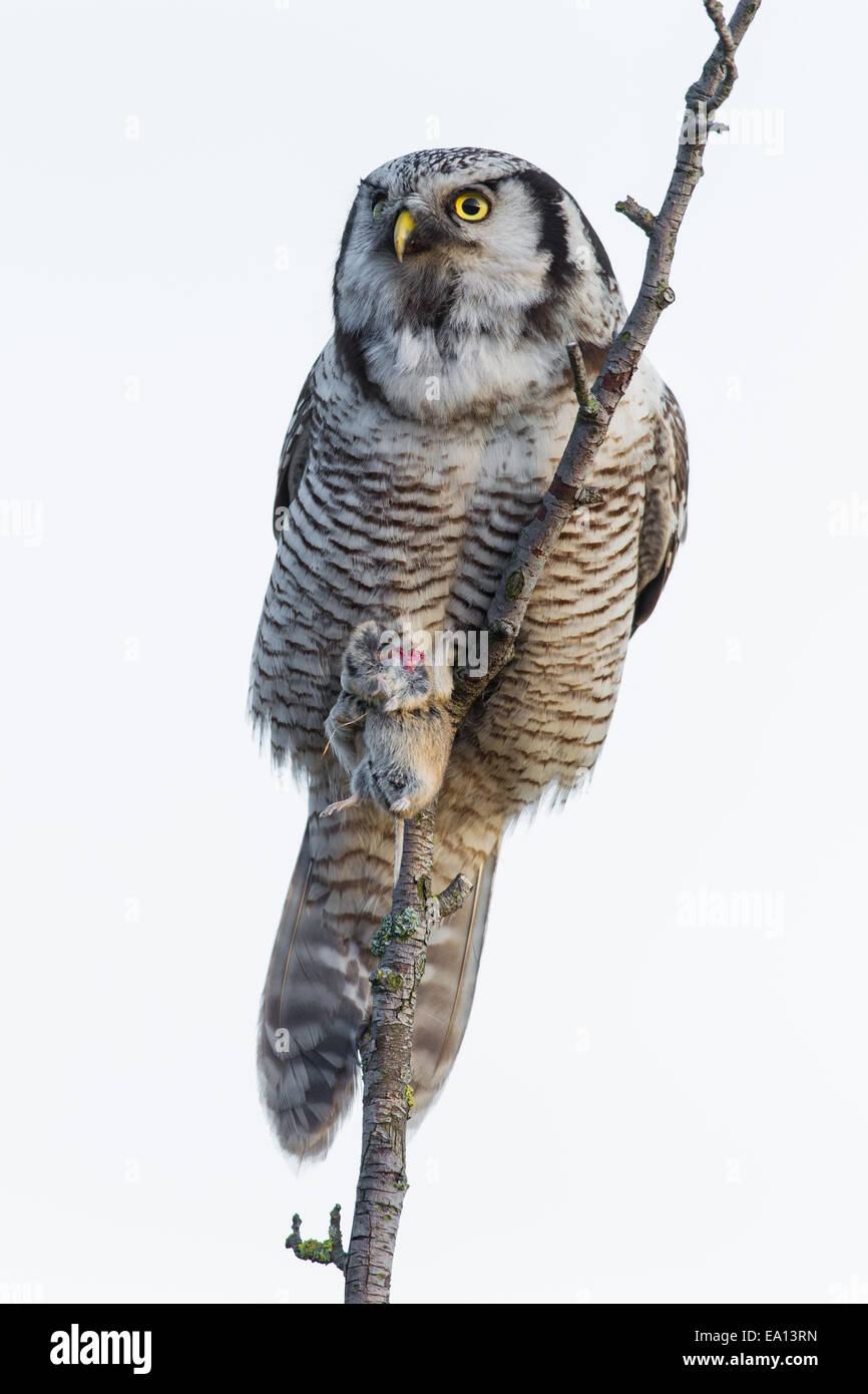 Northern Hawk Owl Stock Photo - Alamy