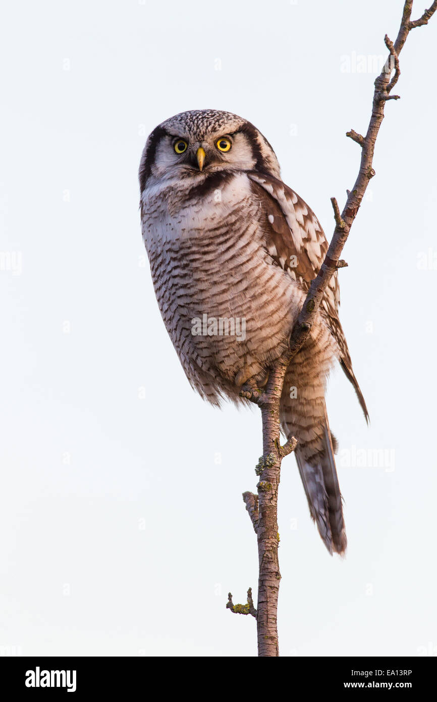 Northern Hawk Owl Stock Photo - Alamy