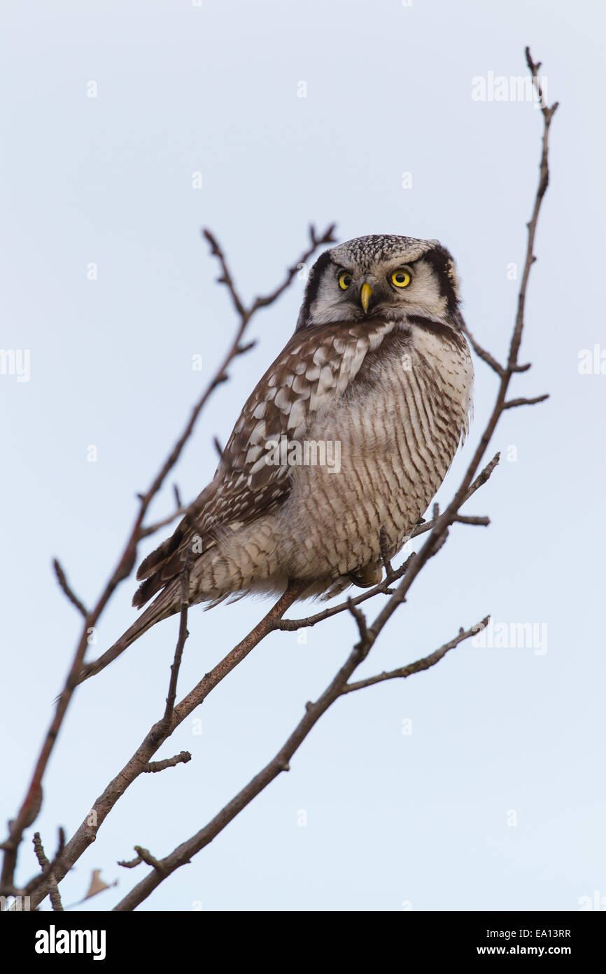 Northern Hawk Owl Stock Photo - Alamy