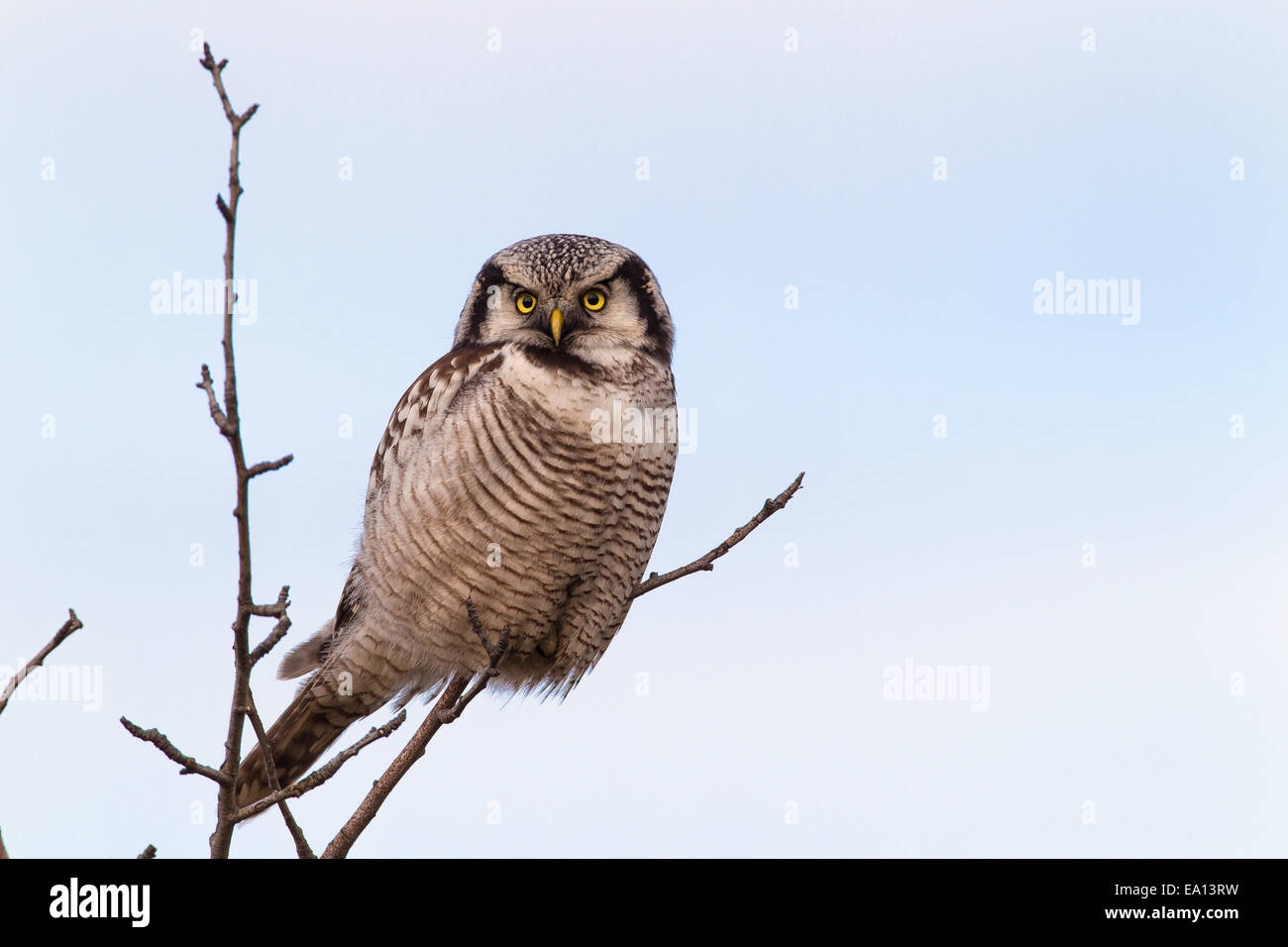 Northern Hawk Owl Stock Photo - Alamy