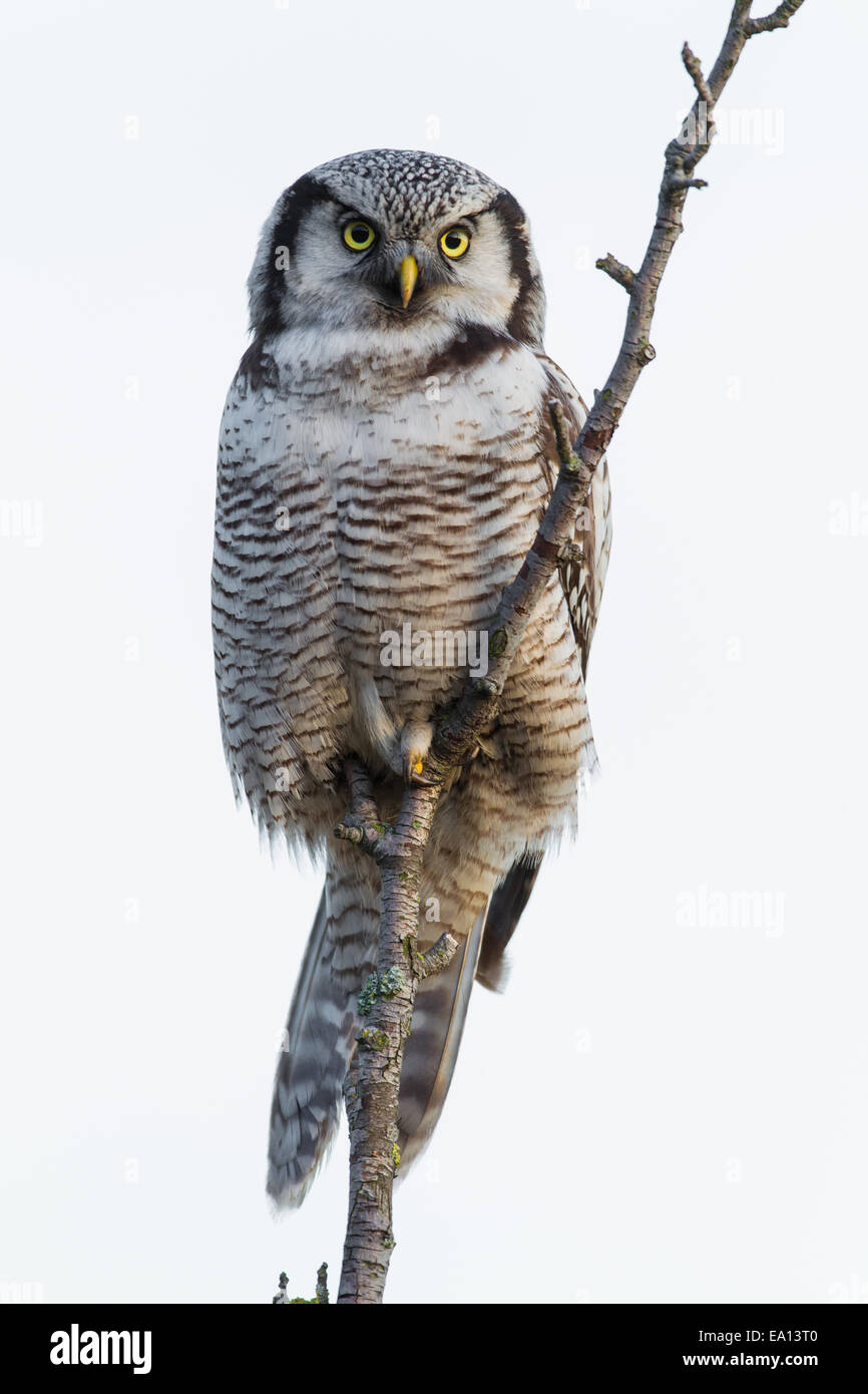 Northern Hawk Owl Stock Photo - Alamy