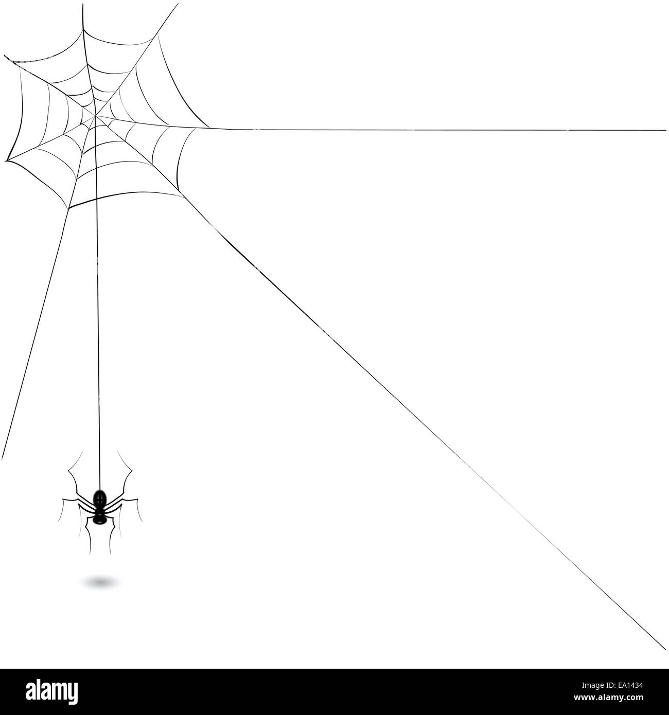 Spider sketch arachnid fear Black and White Stock Photos & Images - Alamy