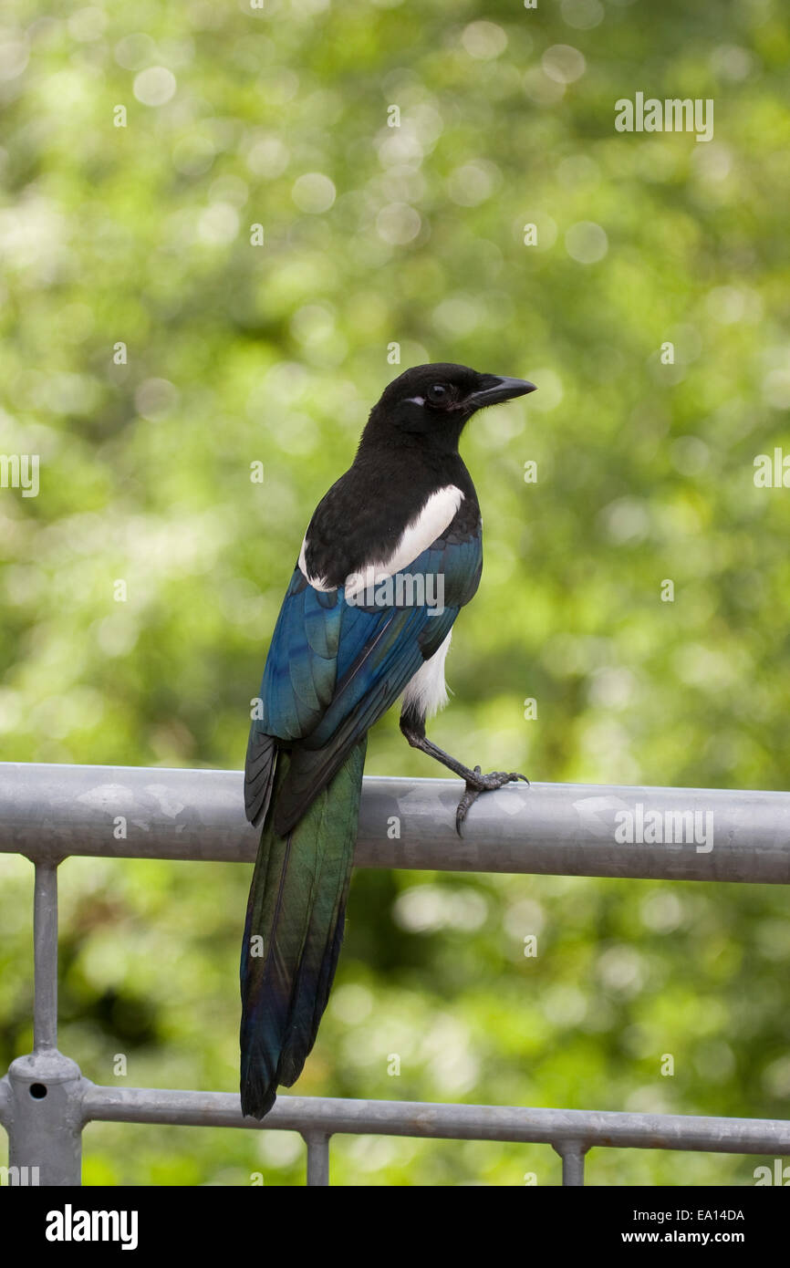 Magpie, Elster, Pica pica, Pie bavarde Stock Photo - Alamy