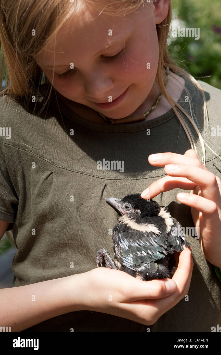 Fledgling magpie hi-res stock photography and images - Alamy