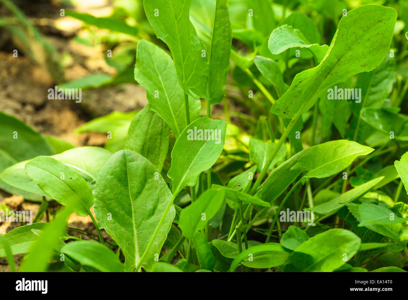 Sorrel in a garden close up the leaves Stock Photo - Alamy