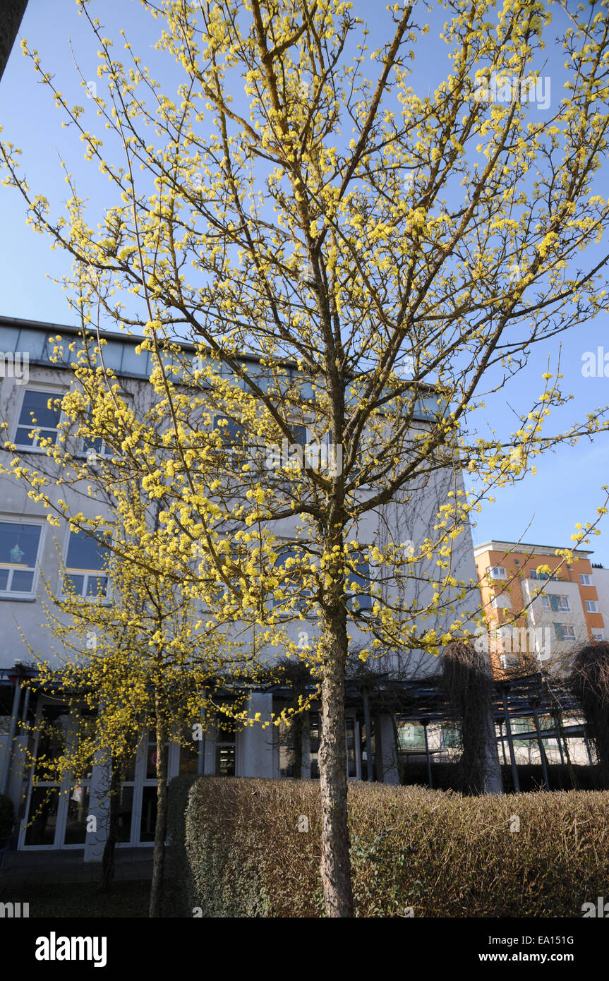 C cor hi-res stock photography and images - Alamy