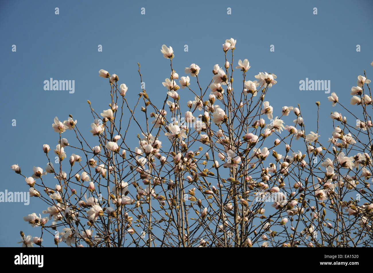 Magnolia soula hi-res stock photography and images - Alamy