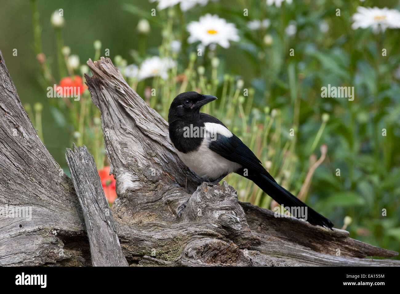 Magpie, Elster, Pica pica, Pie bavarde Stock Photo - Alamy