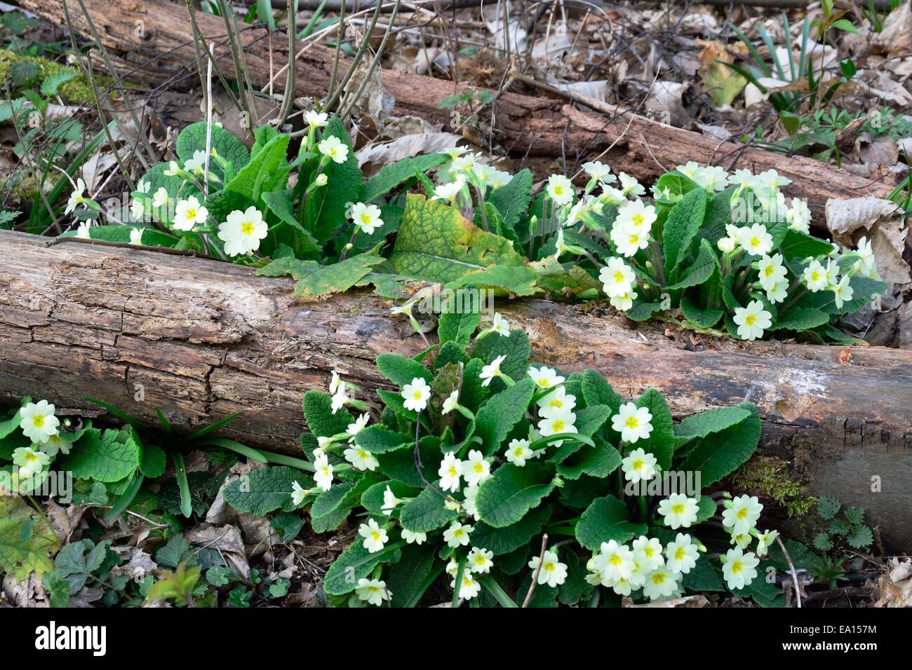 Primroses on log in forest Stock Photo - Alamy