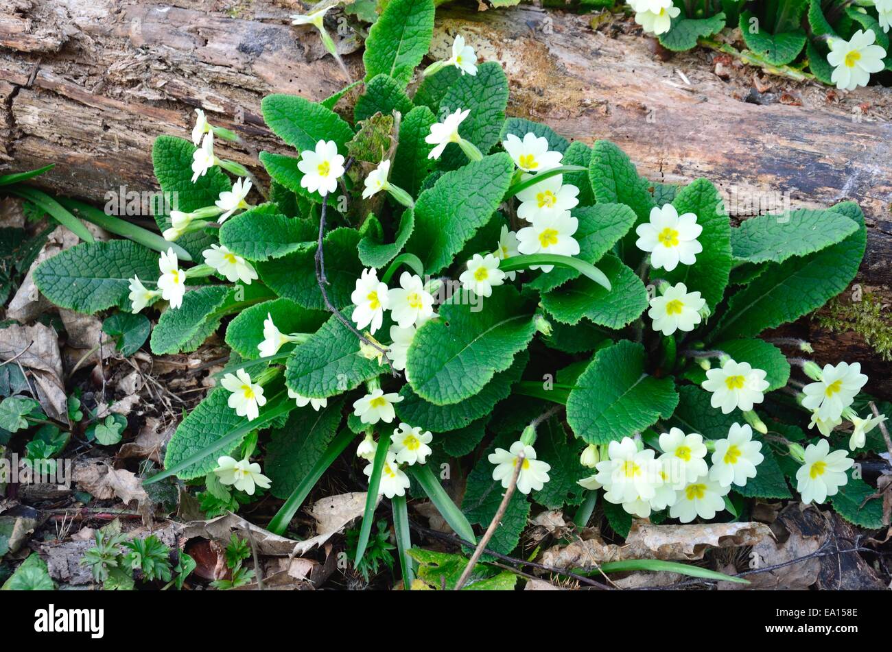 Wild primroses in woods Stock Photo - Alamy