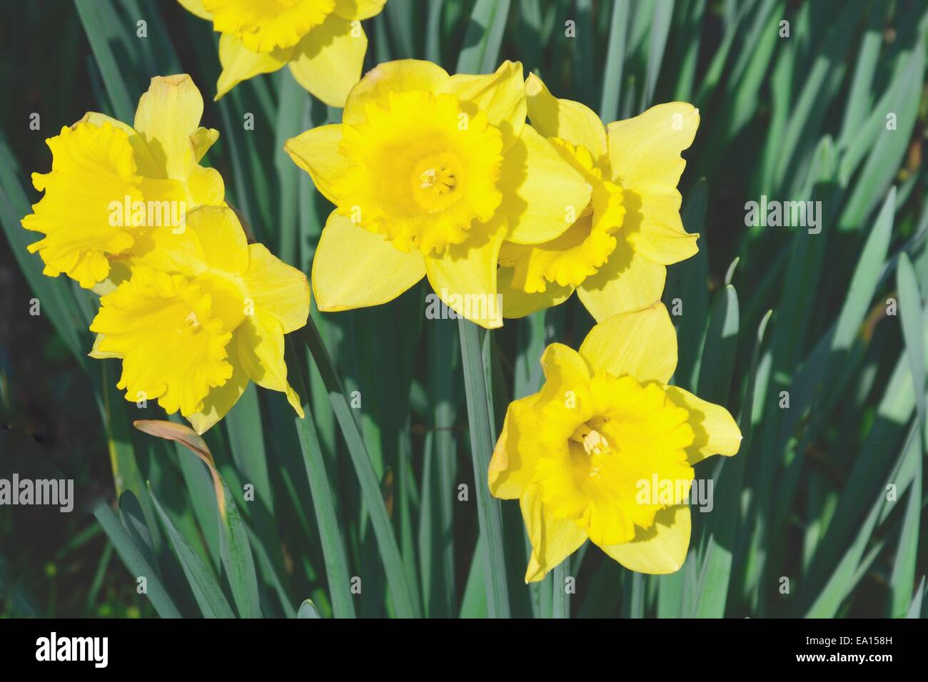 Bunch of daffodil hi-res stock photography and images - Alamy